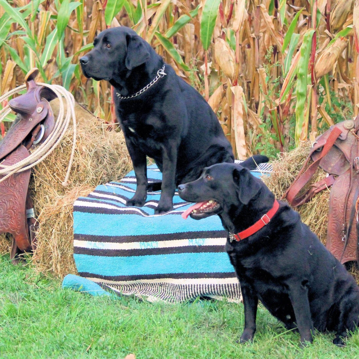 Gallery – KD Kennels